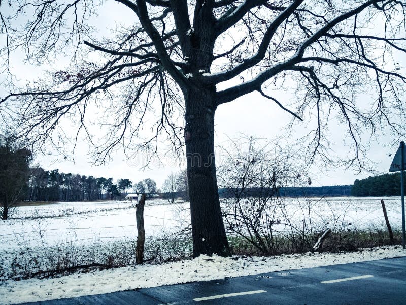 Tall Leafless Tree by the Road in a Snowy Area Stock Image - Image of ...