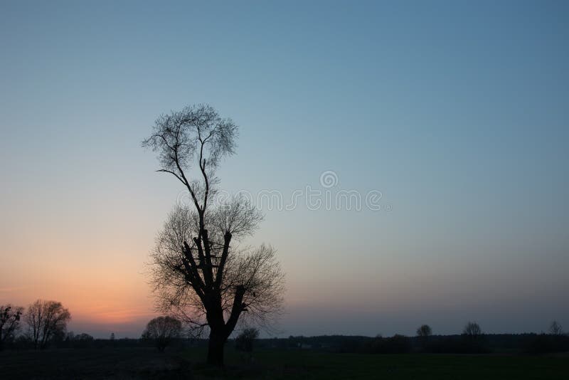 Tall Leafless Tree and Sky after Sunset Stock Photo - Image of dusk ...
