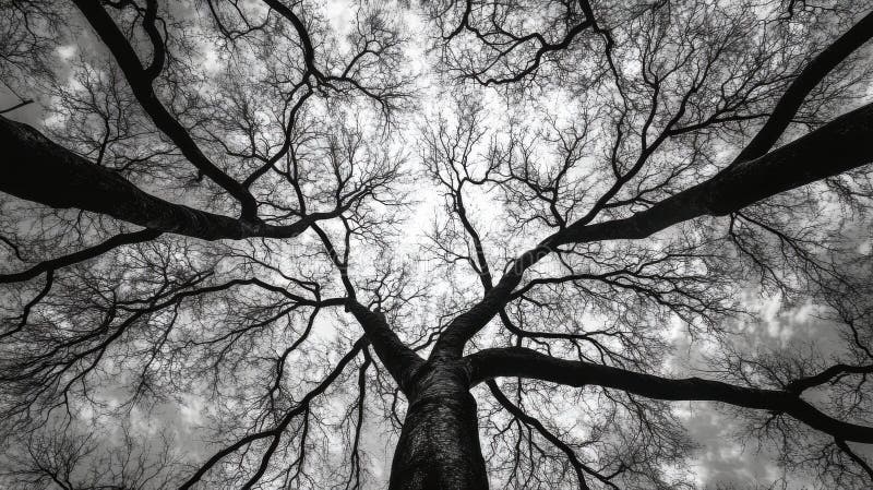 Tall Leafless Tree Standing Alone in a Barren Landscape during Winter ...