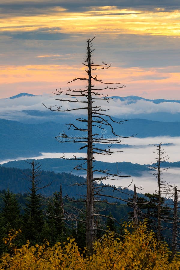 The Famous Dome Comb Tree High Up in the Smoky Mountains Stock Photo ...