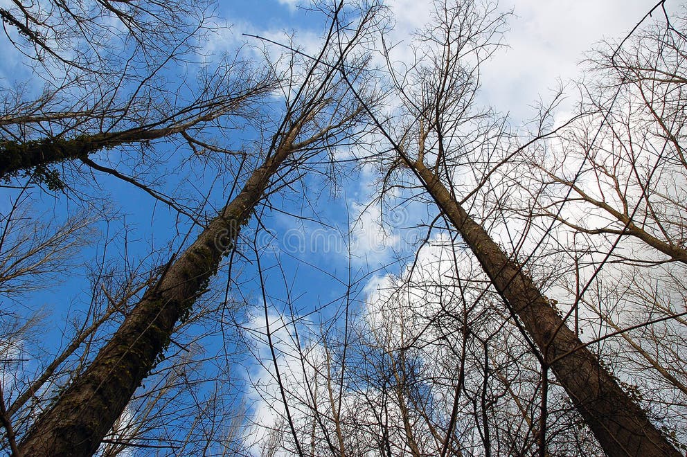 Tall leafless trees stock photo. Image of leafless, branch - 65716120