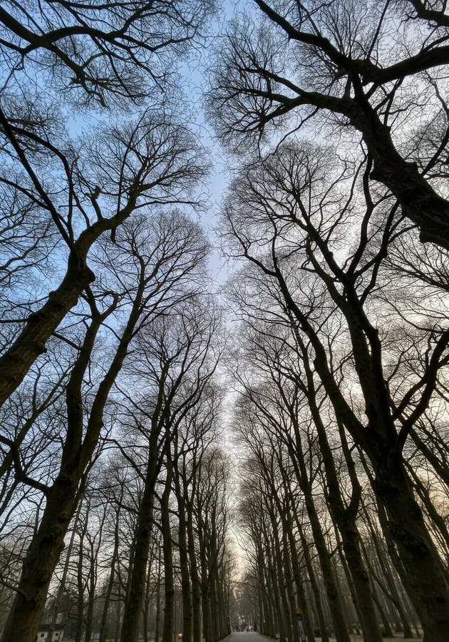 Tall Leafless Trees Lining Path Upward View Stock Illustration ...