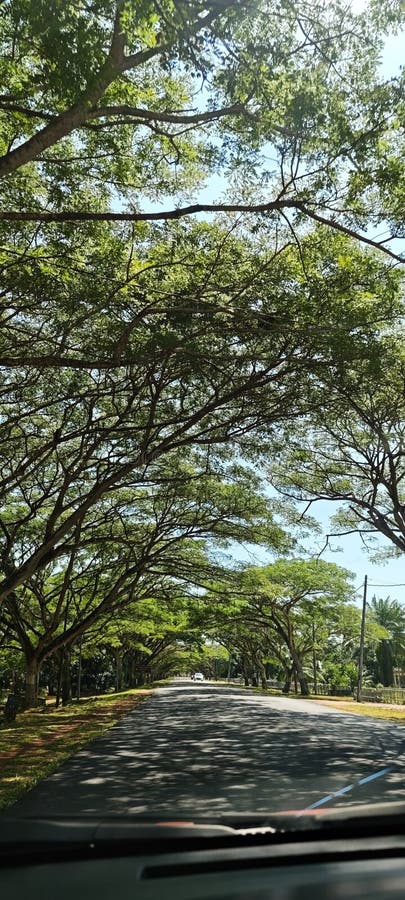 Majestic Roadside Trees Shade the Highway Under a Scenic Sky—perfect ...