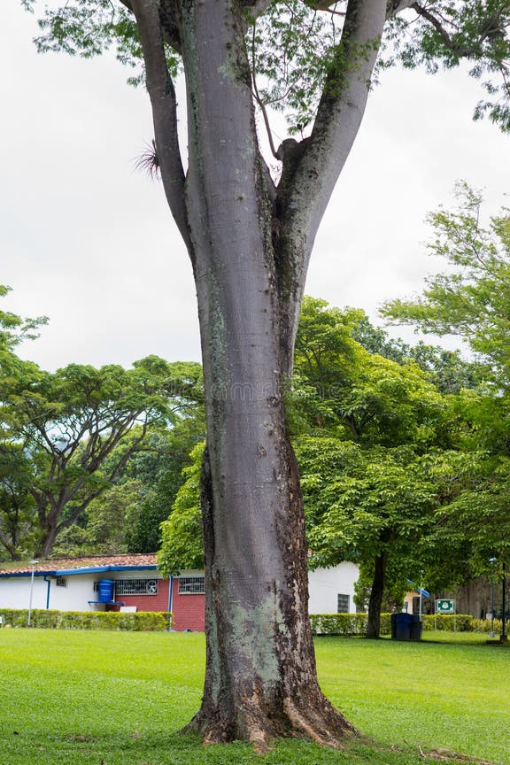 Tall Leafy Tree in the Middle of the Forest Stock Photo - Image of ...