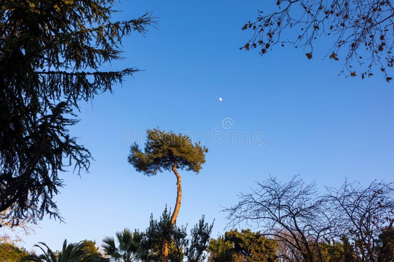 Tall, Leafy Tree Silhouetted Against the Night Sky, Illuminated by the ...