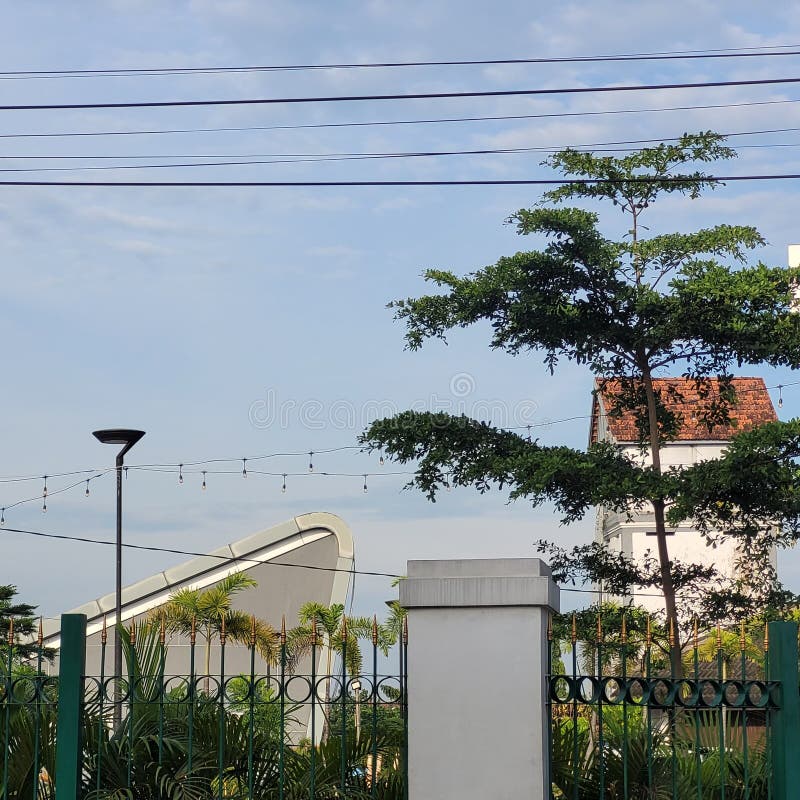 A Tall, Leafy Tree Standing Next To a Utility Pole with Wires Running ...