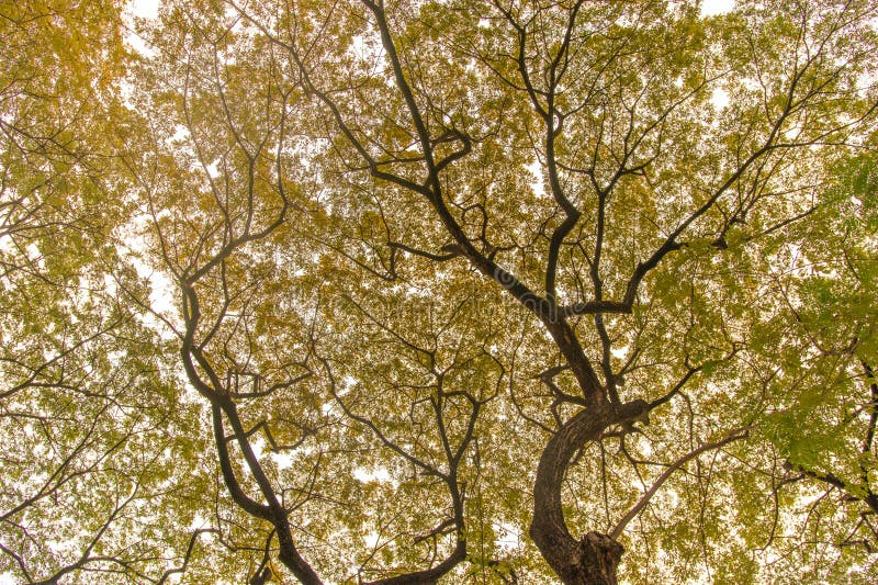 Tall Leafy Trees Towering. Trees that Grow in Summer for Cool Shade ...