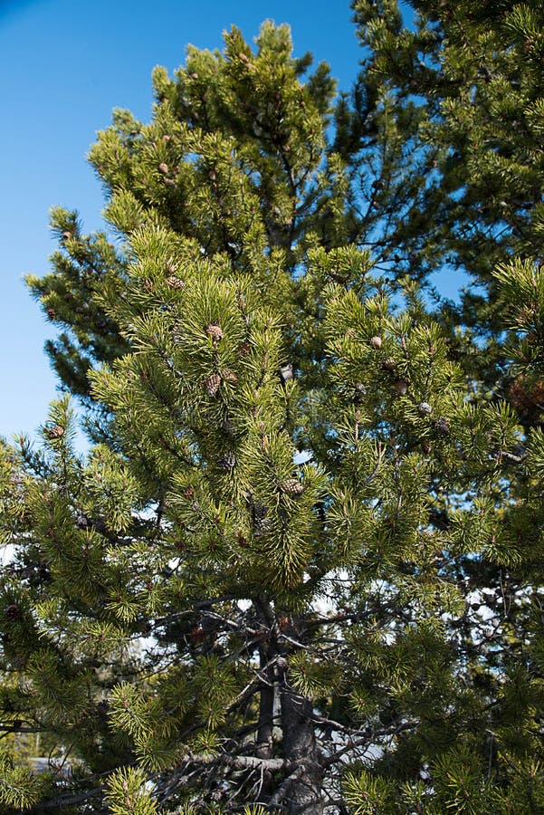 Pine tree stock photo. Image of park, forest, needle - 101304994