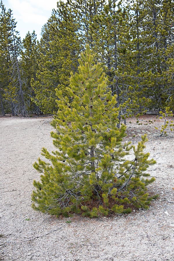 Pine tree stock image. Image of pine, area, geothermal - 101401853