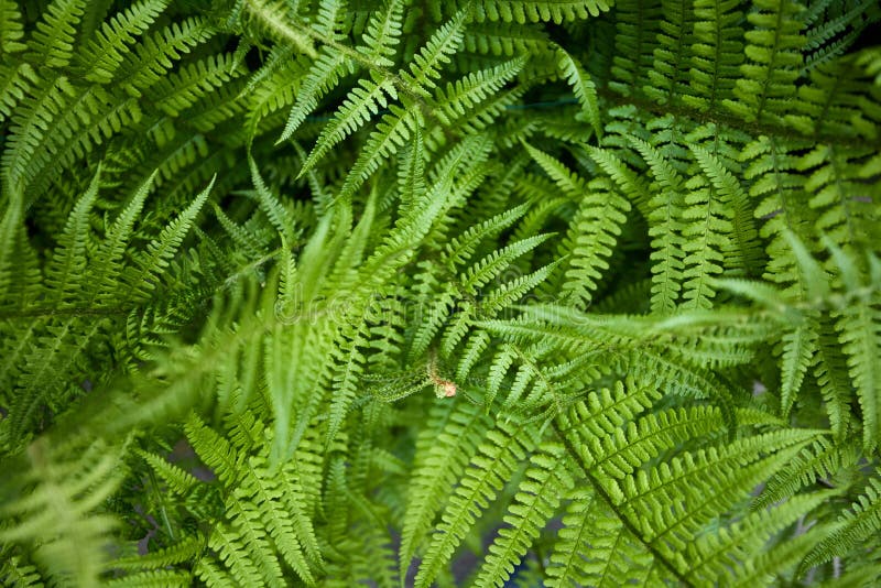 Tall Leaves Close Up in a Forest Stock Photo - Image of growth, maple ...