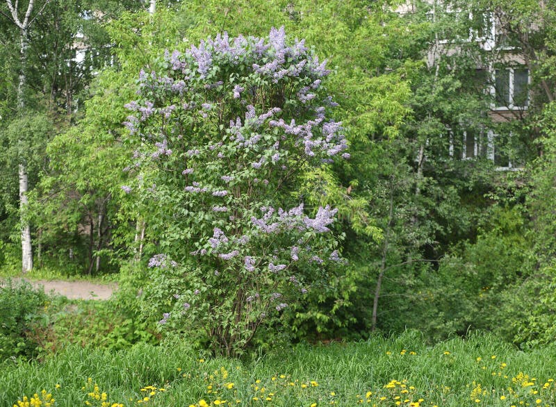 Tall Lilac Bush Grows Near an Apartment Building Stock Photo - Image of ...
