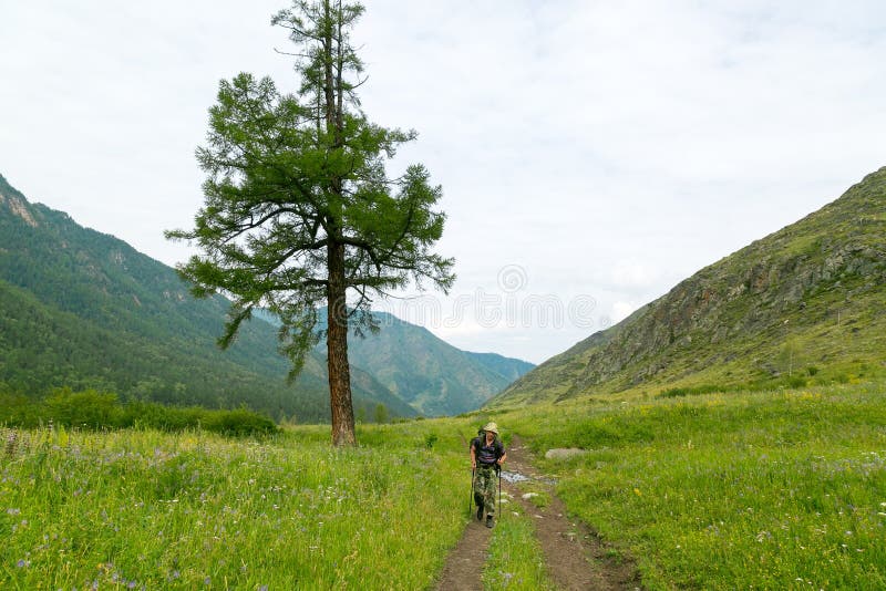 A Tourist Walks Past a Huge Tree Stock Image - Image of walking ...