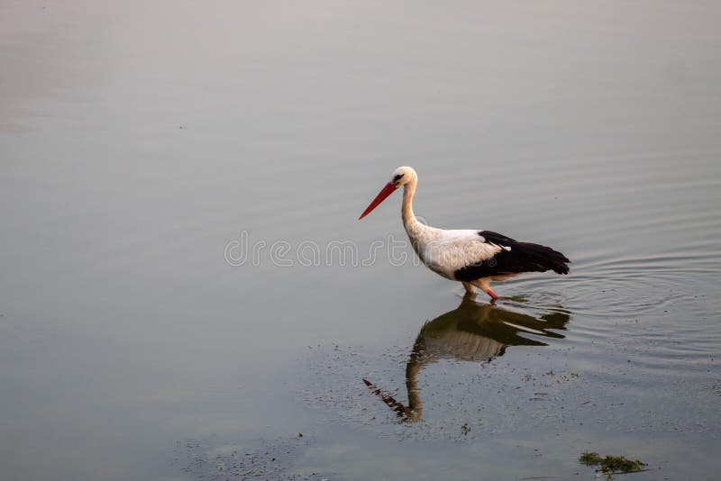 Storks are Long-legged, Long-necked, Migratory Birds. Stock Photo ...