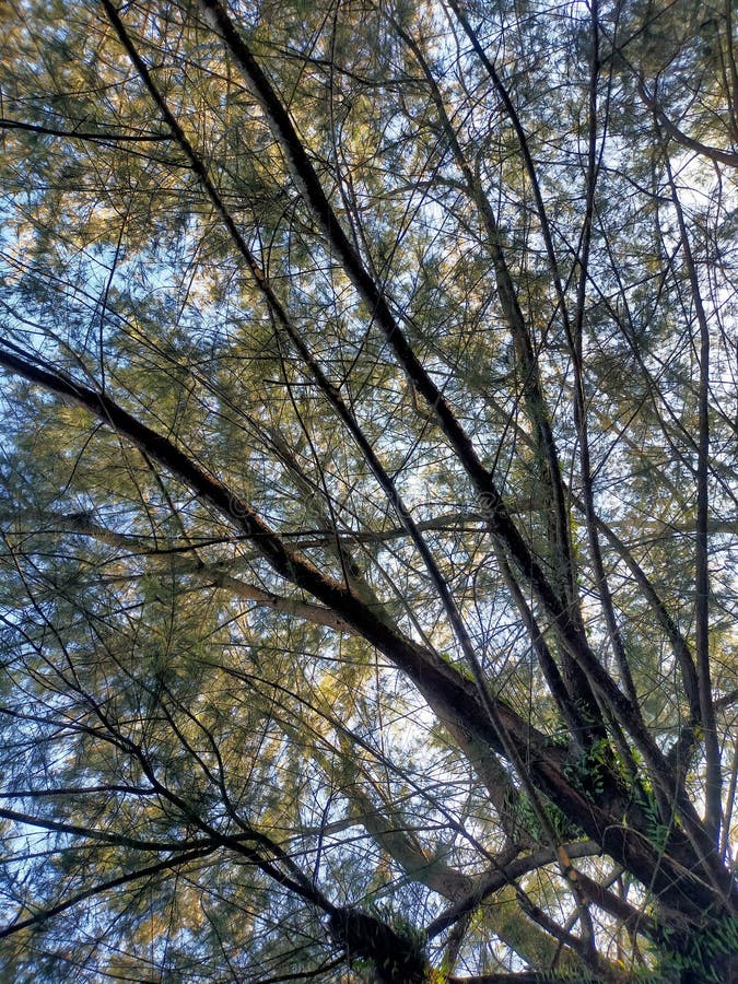 A Tall and Lush Pine Tree Seen from Under the Tree Stock Image - Image ...