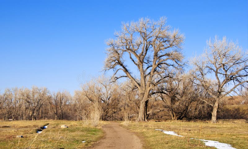 Cottonwood Shoots Stock Photos - Free & Royalty-Free Stock Photos from ...