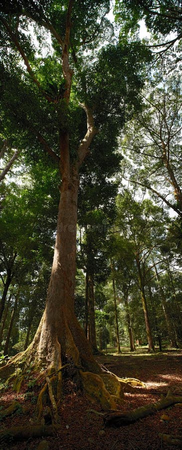 Forest Reserve (FRIM) Malaysia Stock Photo - Image of woodland, forest ...