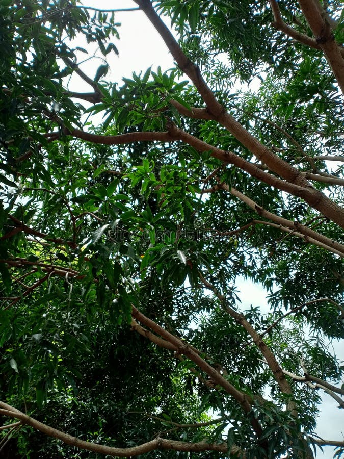 A tall mango tree image stock photo. Image of tree, cultivated - 194632028
