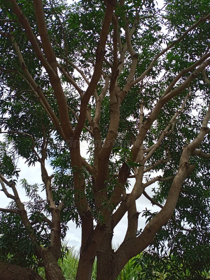 A tall mango tree in india stock photo. Image of season - 194638648