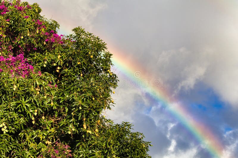 Tall Mango Tree Laden with Fruit and Maui Rainbow. Stock Image - Image ...