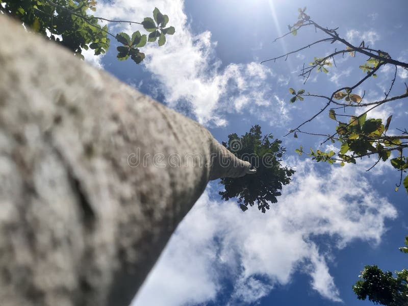 Tall Mangosteen Tree in the Middle of the Garden in the Photo from the ...