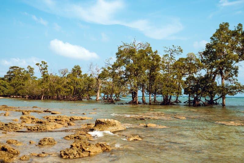 Tall Mangrove Trees In Mangrove Forest As Seen In Lekki Conservation ... Tall Mangrove Trees In Mangrove Forest As Seen In Lekki Conservation ...