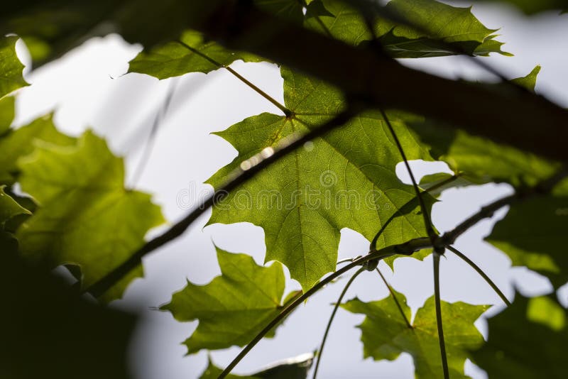 Tall maple tree in summer stock image. Image of tall - 280878209