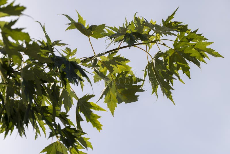 Tall maple tree in summer stock photo. Image of park - 282586344