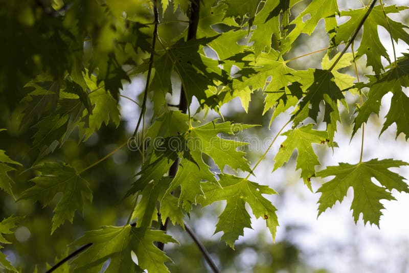 Tall maple tree in summer stock image. Image of sunshine - 301512569
