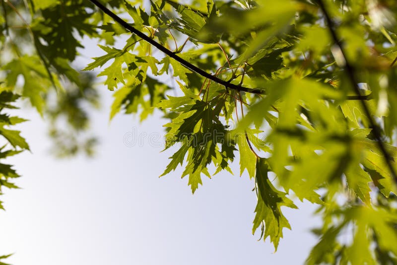 Tall maple tree in summer stock image. Image of sunshine - 302564677