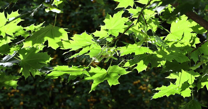 Tall maple tree in summer stock video. Video of park - 255983377