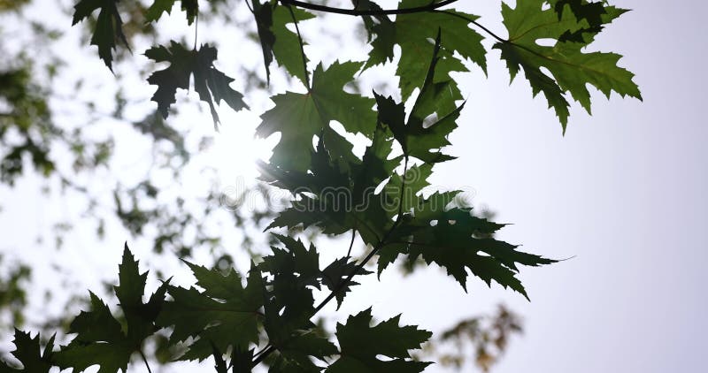 Tall maple tree in summer stock video. Video of scenic - 255984351