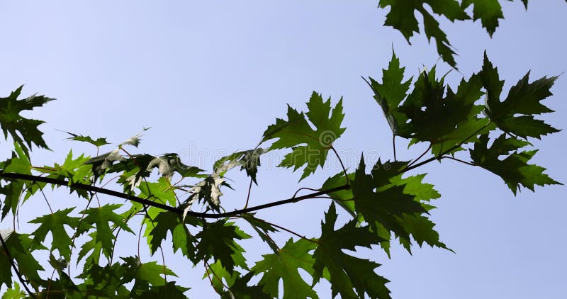 Tall maple tree in summer stock footage. Video of tree - 256127552