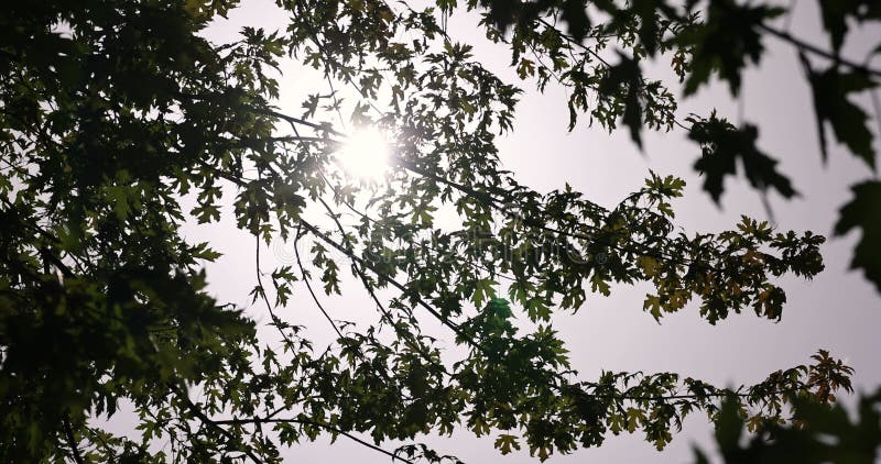 Tall maple tree in summer stock footage. Video of wood - 256882990