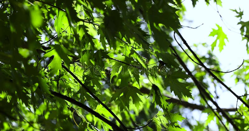 Tall maple tree in summer stock footage. Video of summer - 257219736