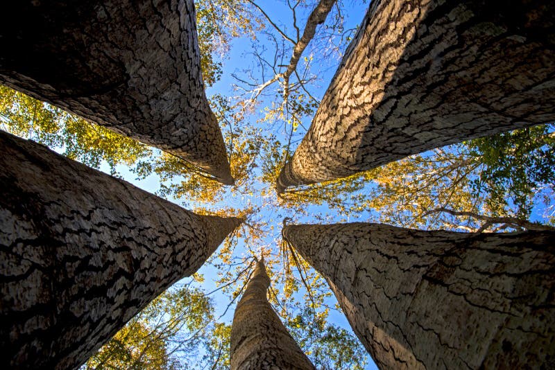 Tall Maple stock photo. Image of autumn, vegetation, maple - 16978606