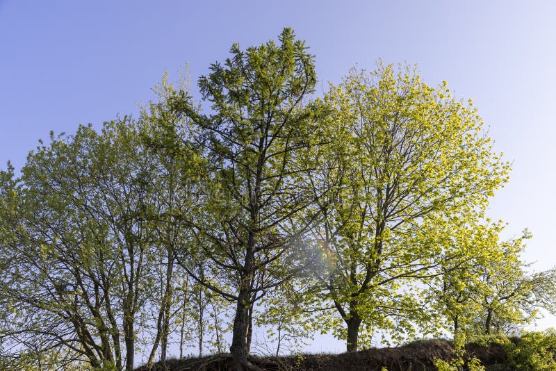 Tall Maple Trees with Green Foliage Growing on the Cliff Stock Image ...