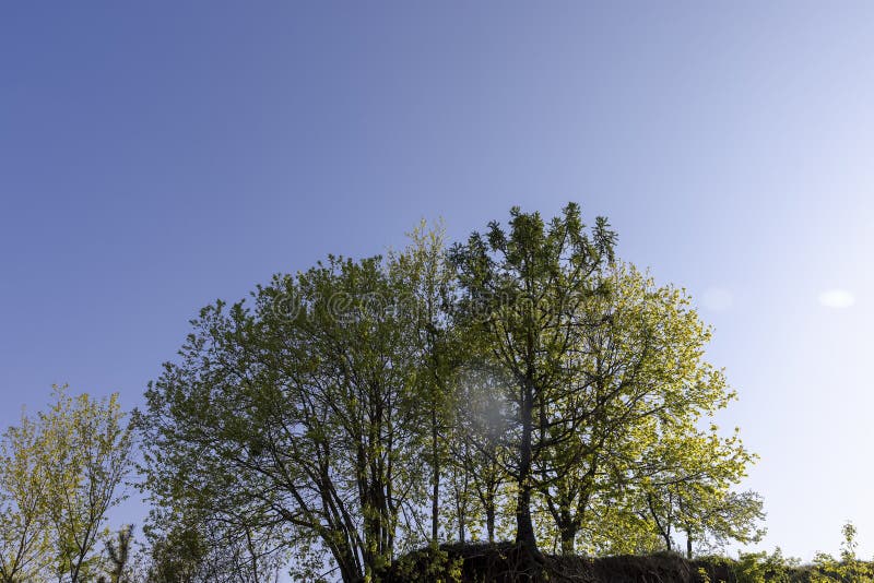 Tall Maple Trees with Green Foliage Growing on the Cliff Stock Image ...