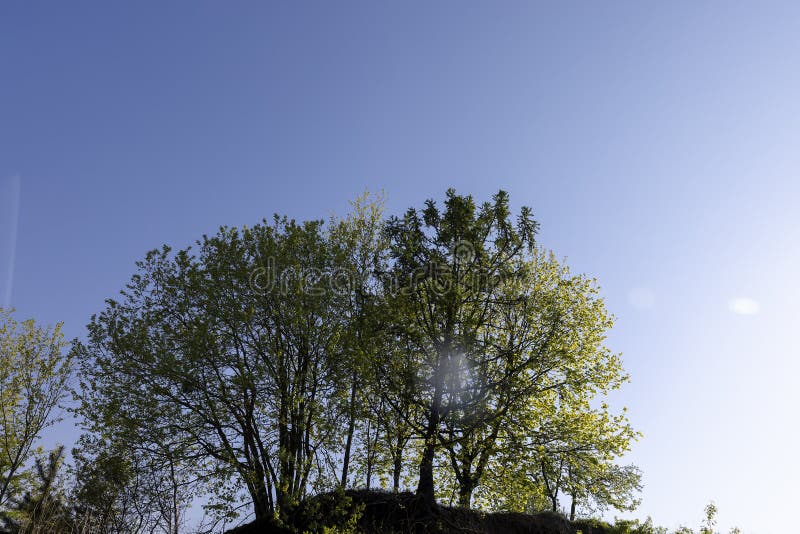Tall Maple Trees with Green Foliage Growing on the Cliff Stock Photo ...