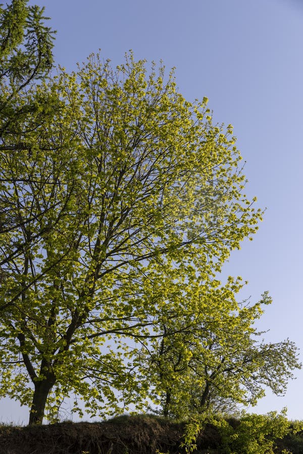 Tall Maple Trees with Green Foliage Growing on the Cliff Stock Photo ...