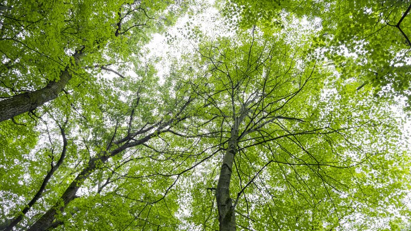 Tall Maple Trees Reaching Sky Stock Image - Image of fresh, summer ...