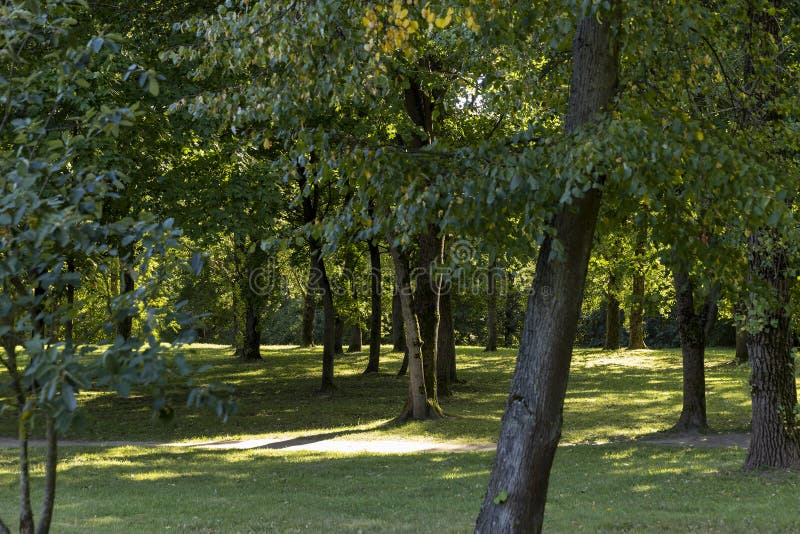 Tall Maple Trees in Sunny Weather in the Park or Forest Stock Image ...