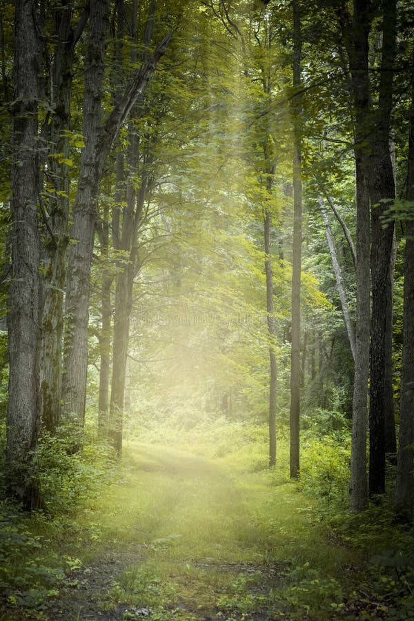 Tall Maple Trees by the Trail with Morning Mist Stock Photo - Image of ...
