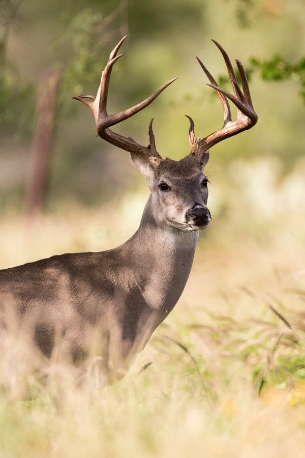 Mature whitetail buck stock photo. Image of dominant - 18316146