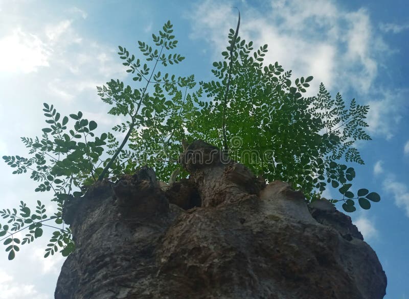 Tall Moringa Tree with Cloudy Blue Sky Background Stock Photo - Image ...