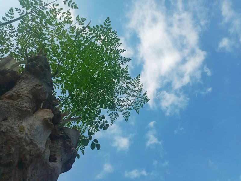 Tall Moringa Tree with Cloudy Blue Sky Background Stock Image - Image ...
