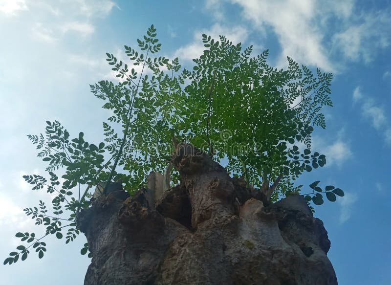 Tall Moringa Tree with Cloudy Blue Sky Background Stock Image - Image ...
