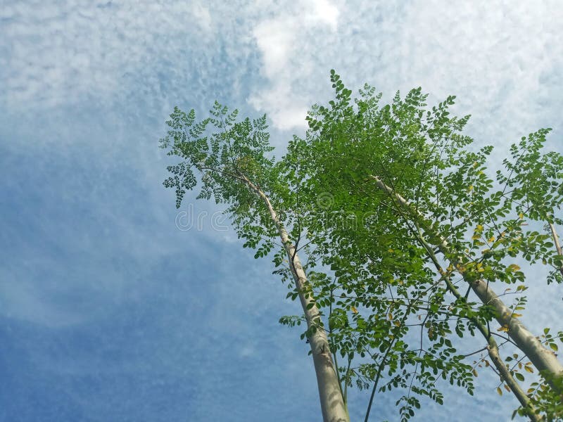 Tall Moringa Tree with Cloudy Blue Sky Background Stock Image - Image ...