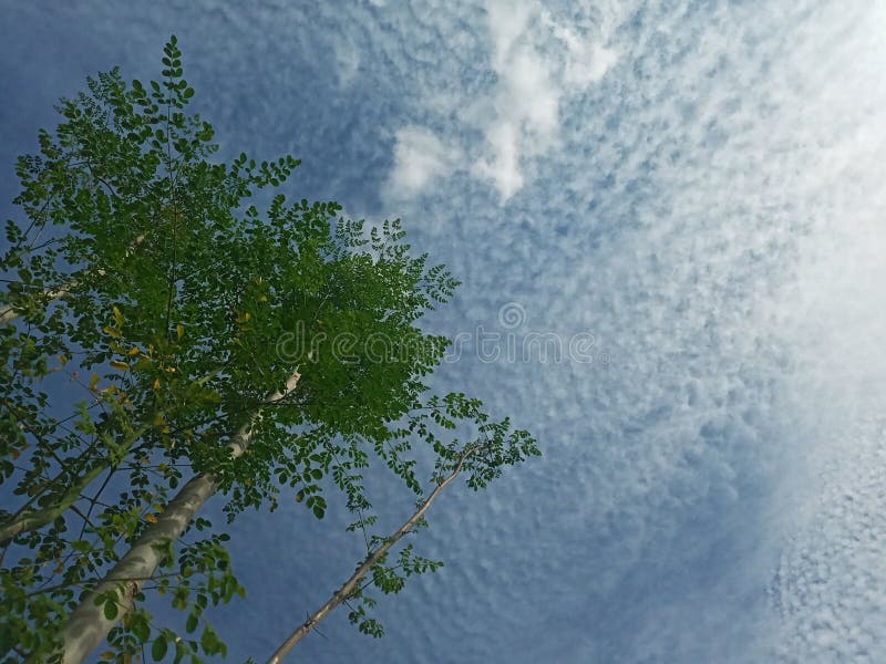 Tall Moringa Tree with Cloudy Blue Sky Background Stock Photo - Image ...
