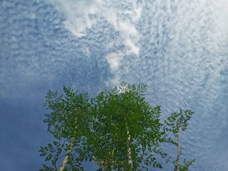Tall Moringa Tree with Cloudy Blue Sky Background Stock Photo - Image ...