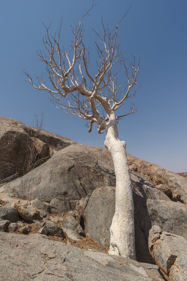 Moringa Tree,Etosha,Namibia Stock Photo - Image of field, scenery: 20009006